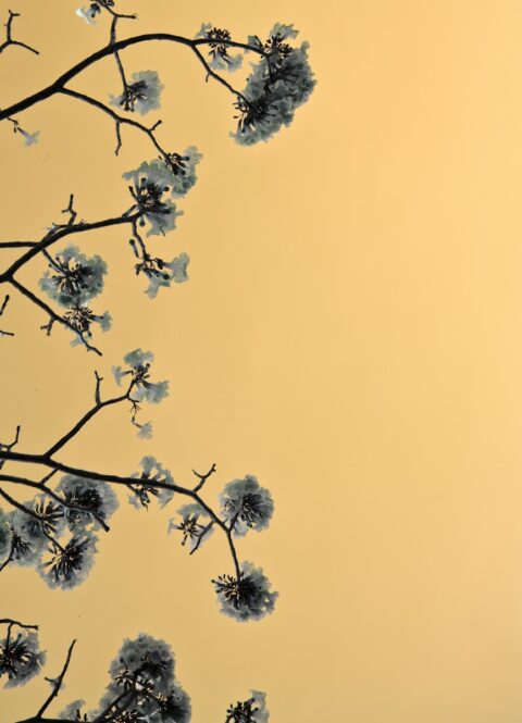 About Zen Library - Zen Library